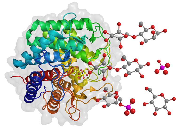 Biochemistry | The Global Education Program for AgriScience Frontiers