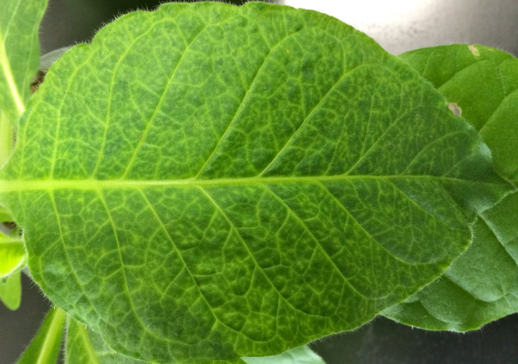 Pathogen-Plant Interactions | The Global Education Program for ...
