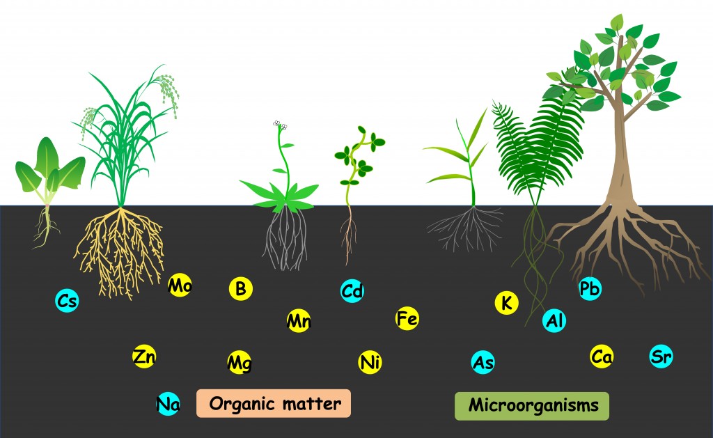 Plant Nutrition | The Global Education Program for AgriScience Frontiers