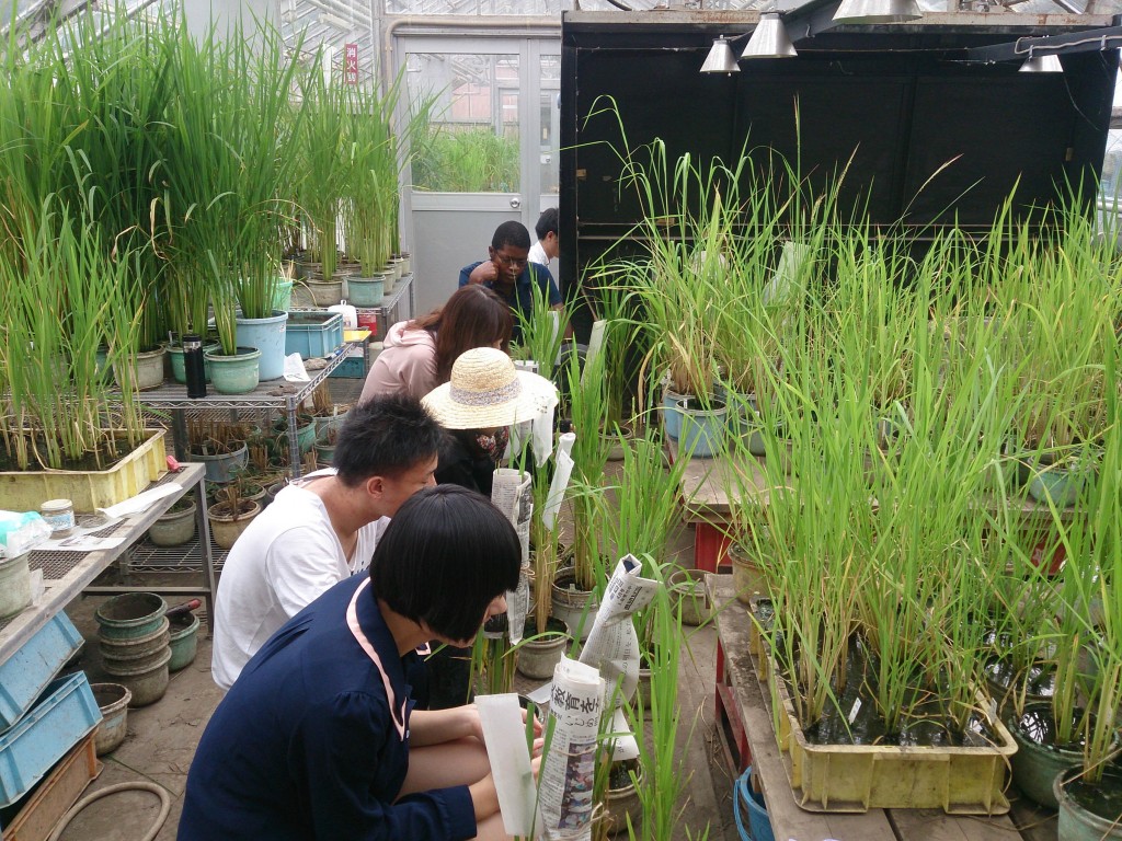 Plant Breeding | The Global Education Program for AgriScience Frontiers