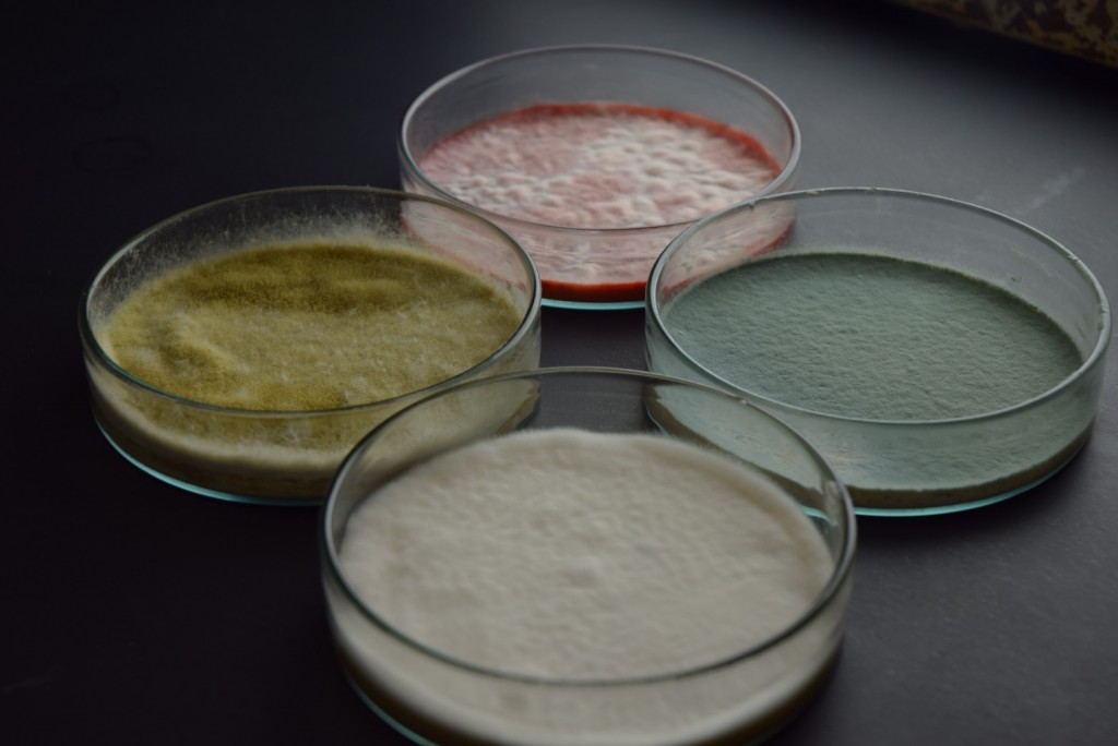 Applied Food Science | The Global Education Program for AgriScience ...