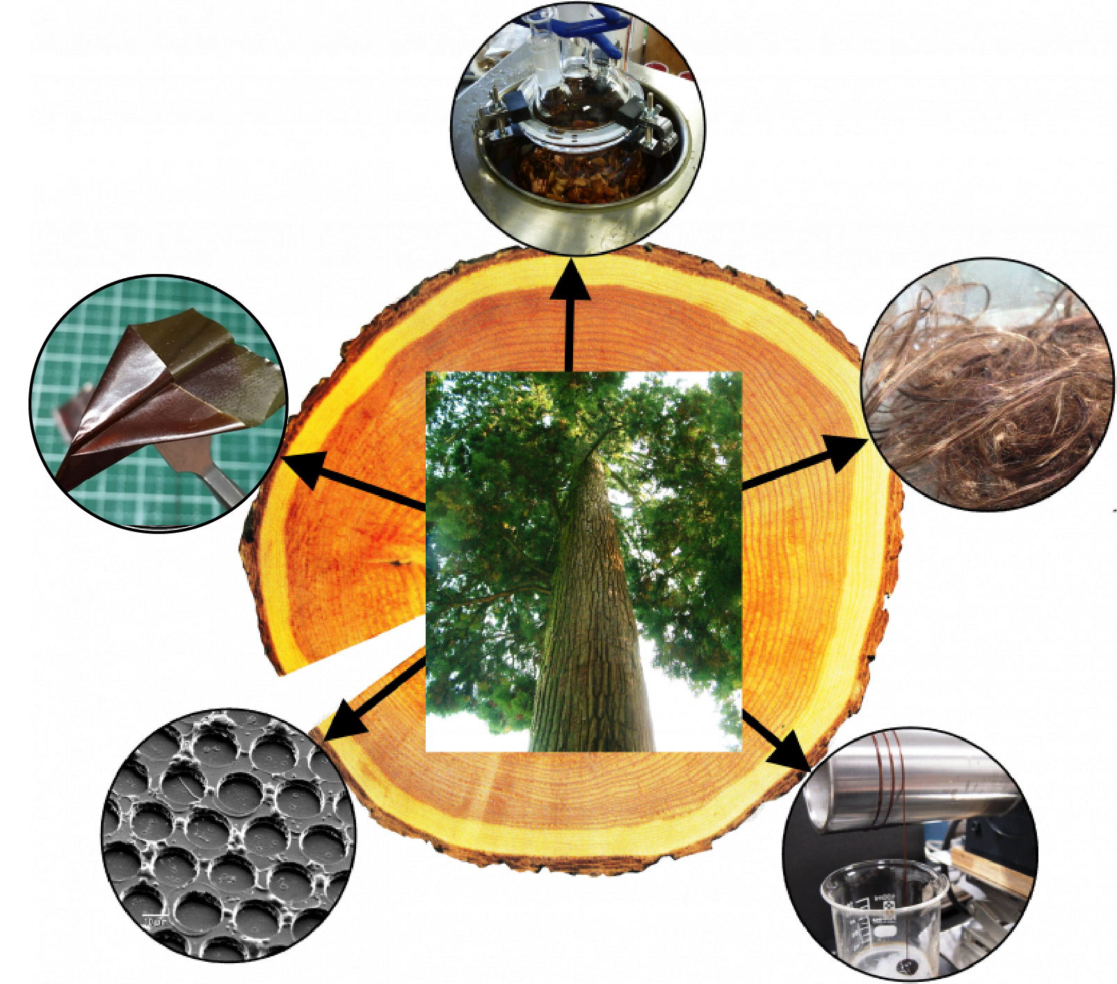 Wood Chemistry | The Global Education Program for AgriScience Frontiers