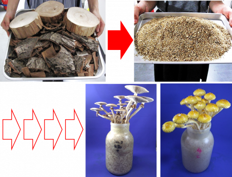 Forest Bioresource Technology | The Global Education Program for ...