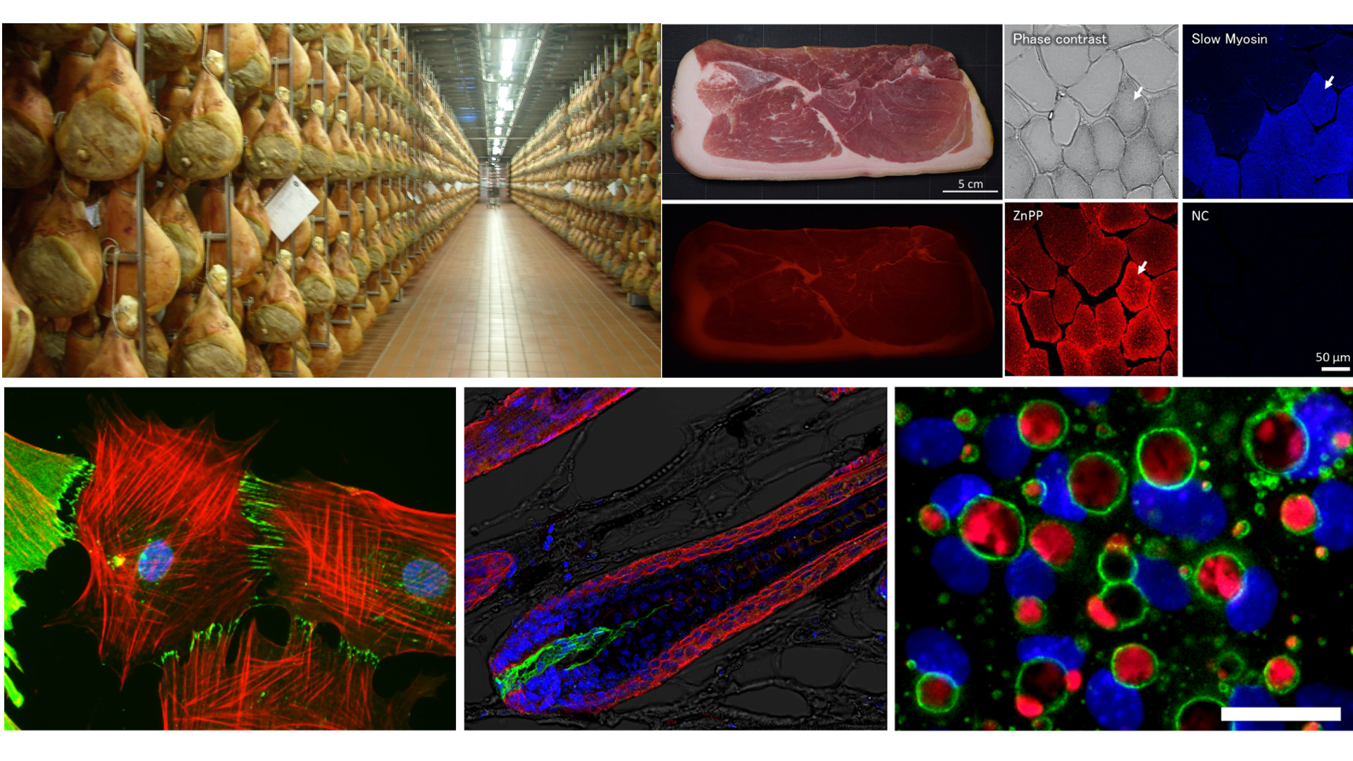 Cell & Tissue Biology | The Global Education Program for AgriScience ...