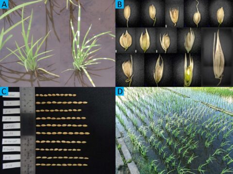 Laboratory of Plant Breeding – School of Agriculture / Graduate School ...
